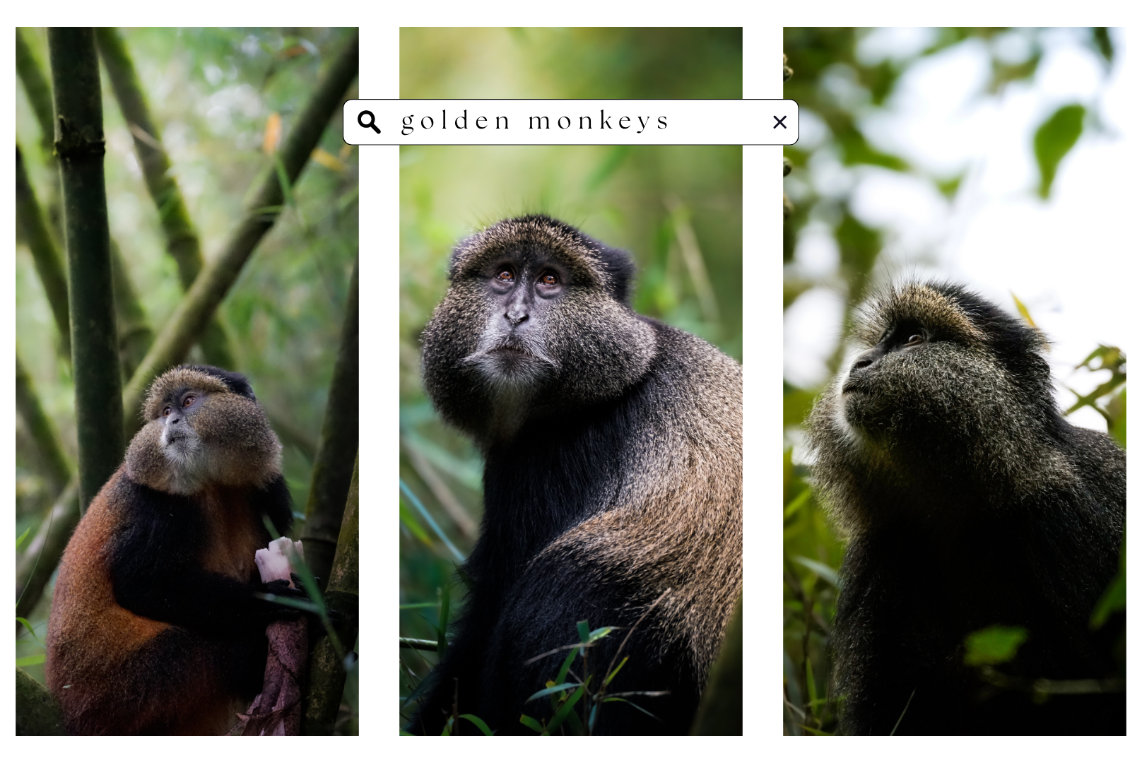 THE TRAVELLING SLOTH - The Travelling Sloth