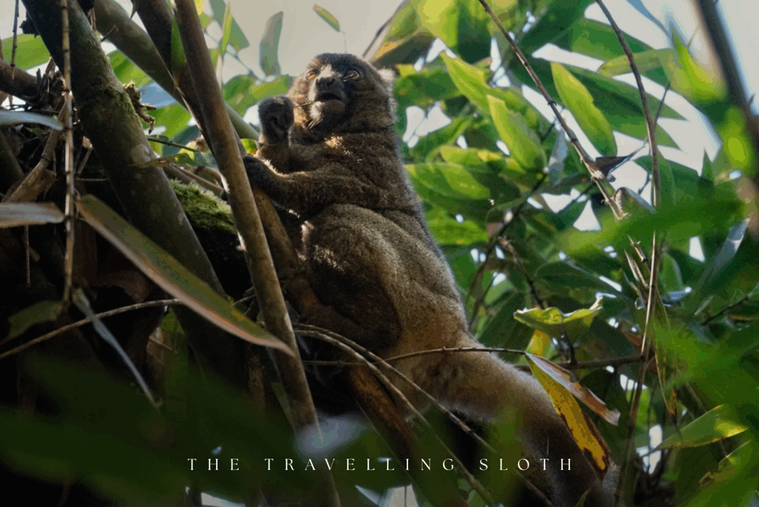 grey bamboo lemur - The Travelling Sloth